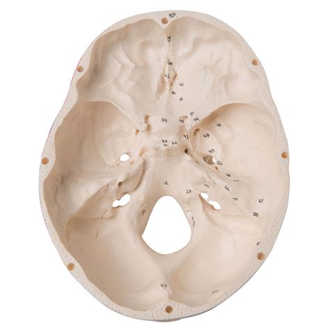 Osteopathic Skull Model 22 Part Didactical Version Southern Biological