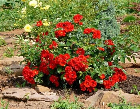 ნიადაგმფარავი ვარდები Rose Hall