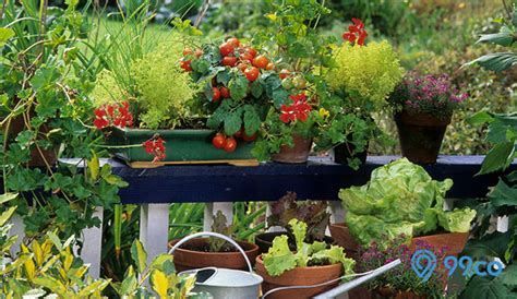 Desain Kebun Sayur Rumahan Charles Avery
