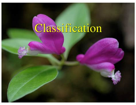 Sexual System • However This Classification System Was A Backward Step To Artificial Linnaeus