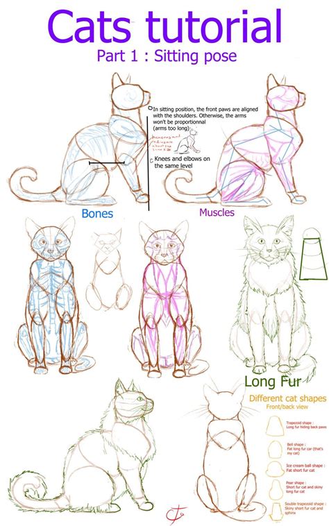 How To Draw Cats With Rob Deas Artofit