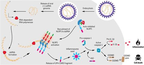 √無料でダウンロード！ Double Stranded Rna Virus Examples 284764 Double Stranded