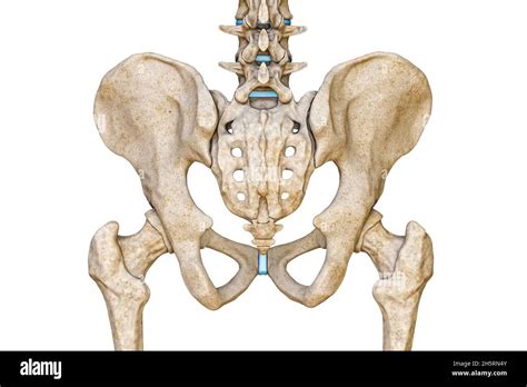 Pelvis Posterior View