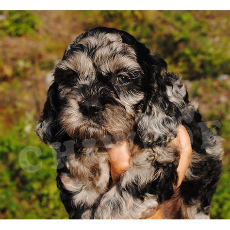 Chiot Cockapoo Mâle Miniature Vendu Chiwoof
