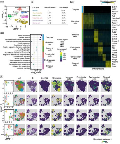 A Spatiotemporal Gene Expression And Cell Atlases Of The Developing Rat Ovary Pmc