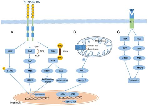 Spectrum Of Kit Pdgfra Braf Mutations And 41 Off