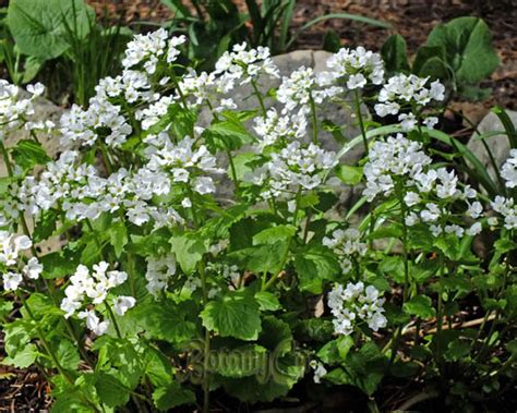 Mid April Report Spring Beauties Botanically Inclined Seed Adventures