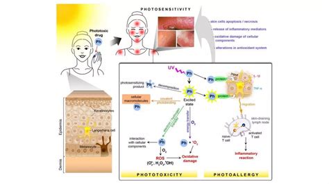 Phototoxicity Phototoxicity Testing Ppt