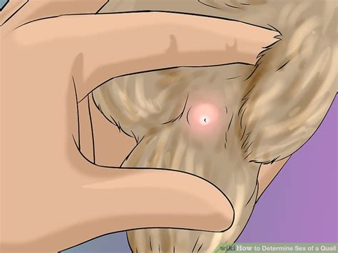 4 Ways To Determine Sex Of A Quail Wikihow