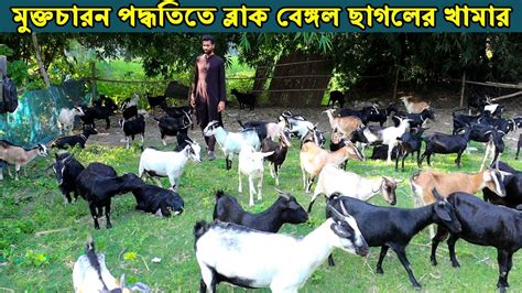 বিনা খরচে মুক্তচারন পদ্ধতিতে ব্লাক বেঙ্গল ছাগলের খামার করে সফল পাবনার উদ্যোক্তা শাকিল খান। Youtube