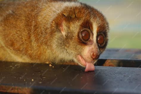 Premium Photo A Slow Loris Monkey With A Pink Tongue