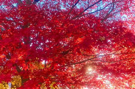 Trees That Turn Red In Fall