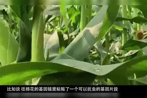 转基因食品到底是怎么回事吃了对人体有害吗 人体 食品 转基因