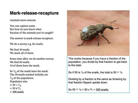 Mark Release Recapture Notes Teaching Resources