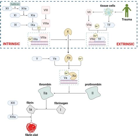 Schematic Of The Coagulation Cascade Formation Intrinsic Complex