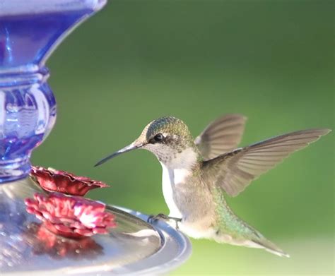 Ruby Throated Humming Bird Green Free Photo On Pixabay Pixabay