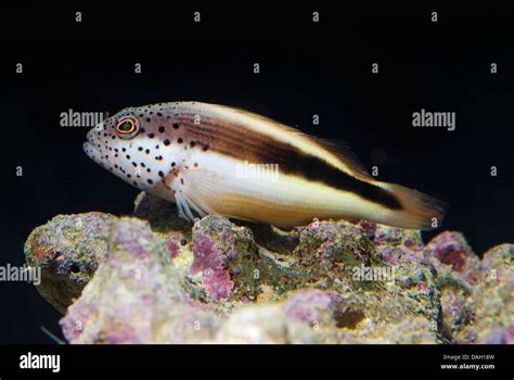 Freckled Hawkfish Forsters Hawkfish Blackside Hawkfish