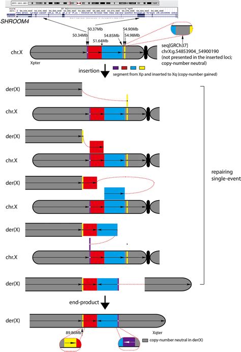 Composition Of The Derivative Chromosome Identified By Mate Pair Gs In Download Scientific