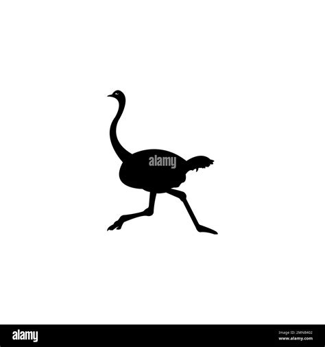 emu front view cut out stock images and pictures alamy