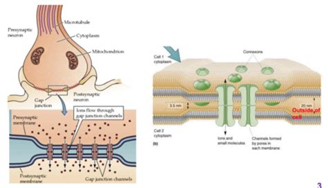 Physiology Unit 1 Synaptic Transmission And Neurotransmitters 3 Flashcards Quizlet