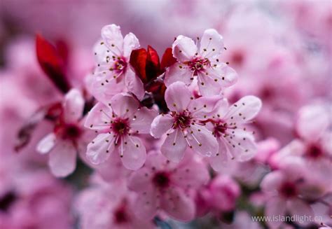 February Showers Bring March Flowers Flower Photo Island Light