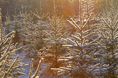 白色高清图片 下雪的圣诞节树 下雪的圣诞节树图片免费下载 5086954764 千图网pro