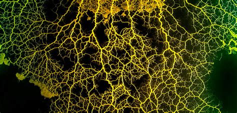 Physarum Microscope