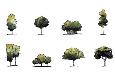 Treefrontviewdrawingsketchset Premium Vector