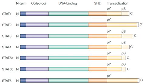 3 Stat Protein Domain Structure Yu And Jove 2004 Download Scientific Diagram