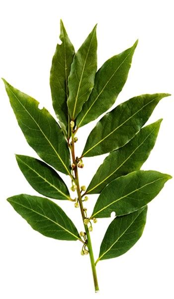 Bay Leafbay Laurel Tree