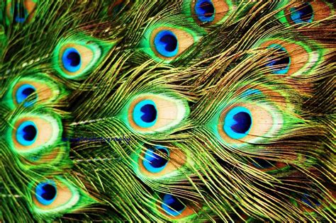 Peacock Feather Hd Wallpapers Wallpaper Cave