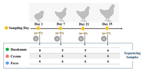 Figure 1 From The Spatial And Temporal Characterization Of Gut Microbiota In Broilers Semantic