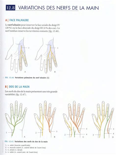 Innervation Sensitive Du Nerf Ulnaire Membres Inférieurs Coursier