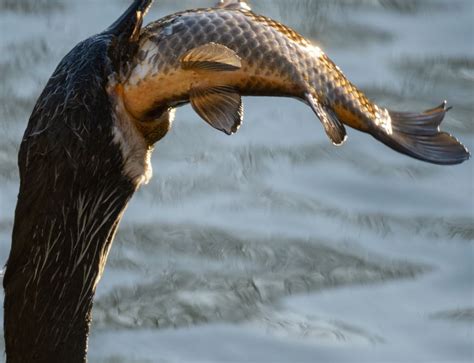 Cormorant Diet And Size Feeding Habits Predators And Measurements