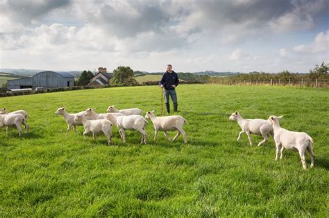 Cydectin Oral Sheep Drench Zoetis Ie