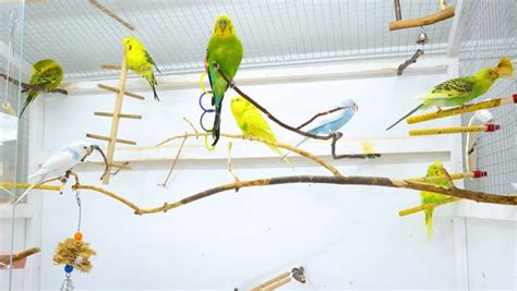 Budgie Cage Setup Set Up A Birdcage Properly