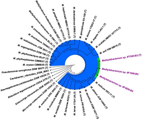 Frontiers Methylobacterium Ajmalii Sp Nov Isolated From The