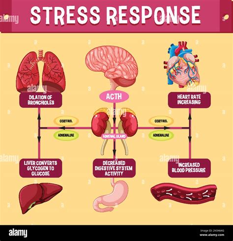 Stress Response System Scheme Illustration Stock Vector Image Art Alamy