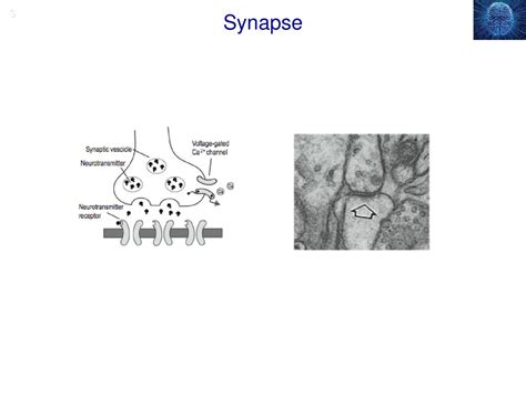 Chapter 2 Neurons And Conductance Based Models Ppt Download