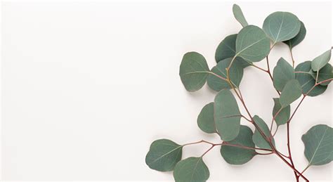 유칼립투스 구성 흰색 배경에 다양한 다채로운 꽃으로 만든 패턴 플랫 평지 스티일 라이프 0명에 대한 스톡 사진 및 기타 이미지 Istock