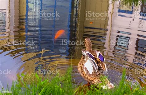 야생 오리는 날아가기 전에 물고기로 가득 찬 파운드에서 수영합니다 0명에 대한 스톡 사진 및 기타 이미지 0명 경관 계절 Istock