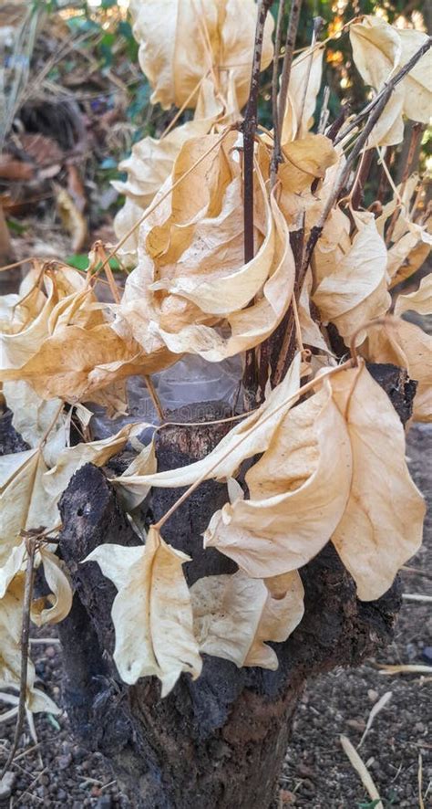 Drying Leaves On A Tree Stock Image Image Of Background 293639637