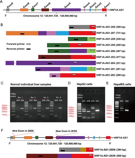 Figure 1 From Identiﬁcation And Functional Characterization Of Alternative Transcripts Of Lncrna