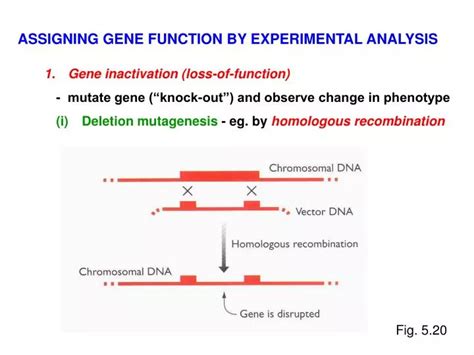 ppt assigning gene function by experimental analysis powerpoint