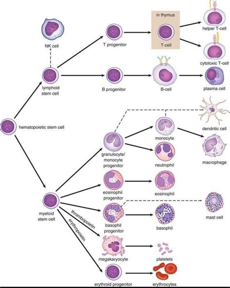 Hematopoiesis From Pluripotent Stem Cells Thermo Fisher Scientific Us