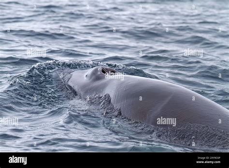 An Adult Antarctic Minke Whale Balaenoptera Bonaerensis Surfacing