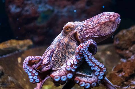 Octopi Vs Octopuses The Definitive Answer To The Plural Octopus A Z