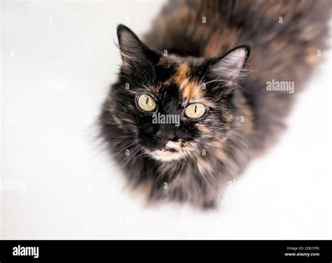 A Fluffy Tortoiseshell Medium Haired Cat Looking Up At The Camera Stock