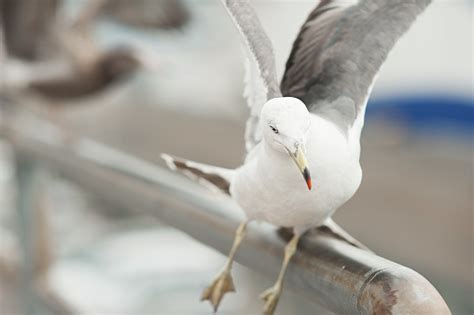 바다 근처의 갈매기와 자연 환경에서 배 바다 새의 클로즈업 초상화입니다 노란 부리가 달린 흰 회색 깃털 새가 날개를 펼쳤다