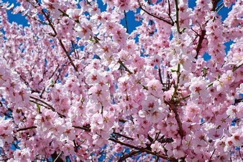 フリー写真画像 桜、花、枝、木、植物、花びら、庭、自然